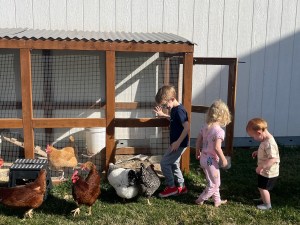 How To Build A Chicken Run – With Love, Mercedes