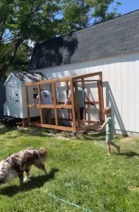 How To Build A Chicken Run – With Love, Mercedes